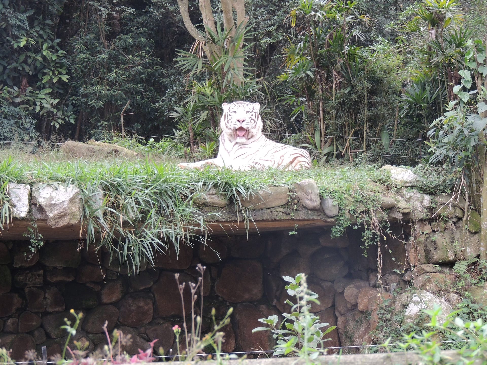 Zoológico de São Paulo: ótimo passeio na Capital